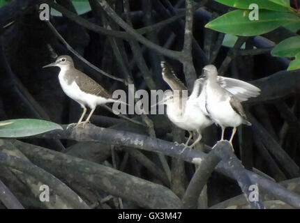 Bintan, Riau Islands, Indonesia. 10th Apr, 2015. BINTAN, INDONESIA ...