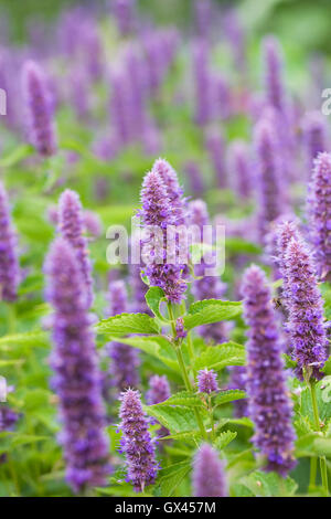 Lavender flowers of giant anise Hyssop Blue Fortune or fennel ...