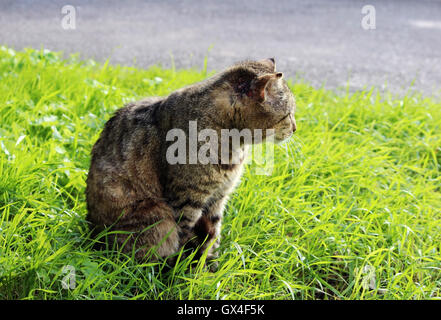 hardened homeless cat reed color with injuries to the ear and scabies ...