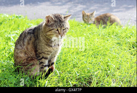 hardened homeless cat reed color with injuries to the ear and scabies ...