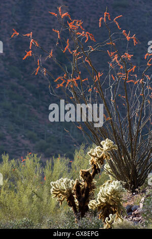 Ocotillo and palo verde trees blooming at the southern base of the ...