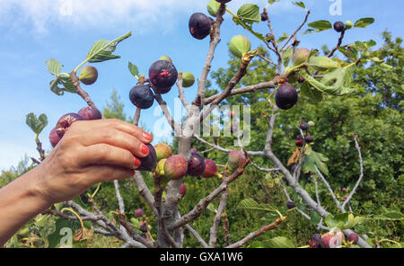 Farmer hand picking figs fruit growing on the branch fig tree in ...