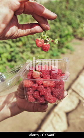 harvesting - handful of ripe raspberries outdoors Stock Photo - Alamy