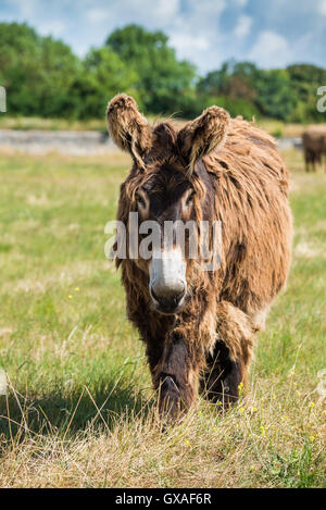 Poitou Donkey (Poitevin Donkey), Ile de Re, France, EU, Europe Stock ...