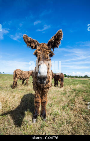 Poitou donkey / Poitevin donkeys / baudet de Poitou with shaggy coat in ...