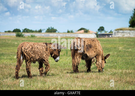 Poitou Donkey (Poitevin Donkey), Ile de Re, France, EU, Europe Stock ...