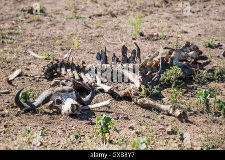 Buffalo carcass in the Kruger Park area of South Africa Stock Photo - Alamy