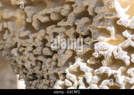 Textured limestone rock with erosion sponge surface, Provence, France ...