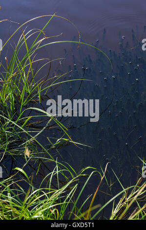 Forest river surface with algae and clear water Stock Photo - Alamy