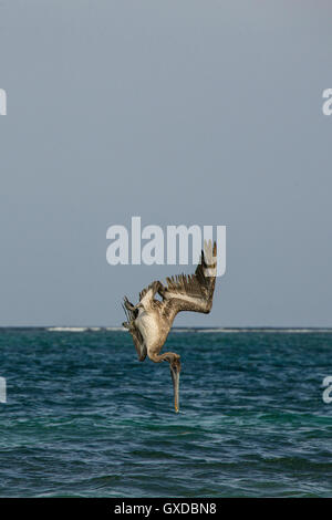 Brown Pelican Diving Stock Photo - Alamy