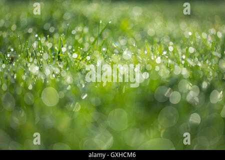 Wet spring green grass backround with dew lawn natural. beautiful water ...