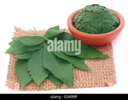 Vitex Negundo or Medicinal Nishinda leaves Stock Photo - Alamy