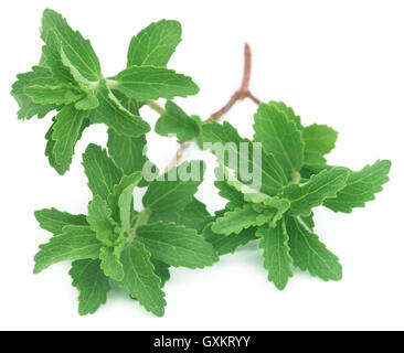 Dried stevia plant. Natural sweetener Isolated on white background ...