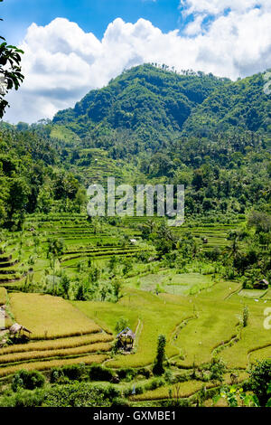 Rice terraces on Java, Indonesia Stock Photo - Alamy