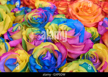 Bunch of multicolored roses as floral background Stock Photo - Alamy