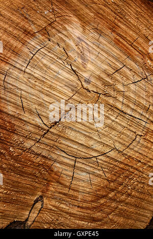 wood grain with saw cut marks Stock Photo - Alamy
