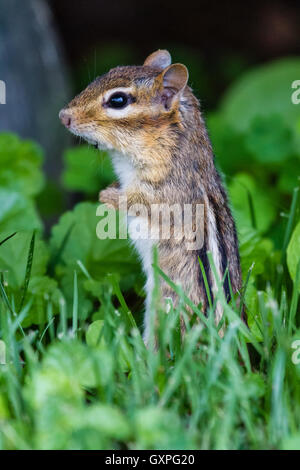 Eastern Chipmunk ( Tamias striatus ) standing on hind legs in grass ...