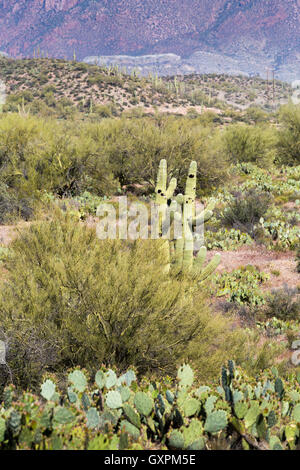 The Apache Leap Formation rising behind Sonoran Desert cactus and ...