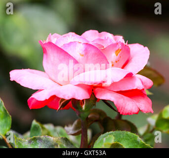pink rose in garden, bright sunset light, floral background. Selective ...