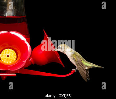 A Ruby-Throated Hummingbird drinking from red Penstemon flowers Stock ...