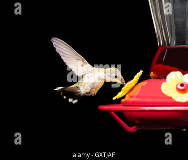 A Ruby-Throated Hummingbird drinking from red Penstemon flowers Stock ...
