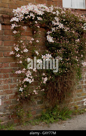 Wild rose (Gen; Rosa Stock Photo - Alamy