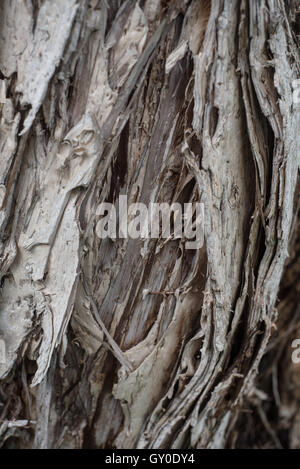 Paper bark tree with layers Stock Photo - Alamy