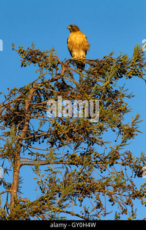 Red-tail hawk on a tree trunk in a park Stock Photo - Alamy