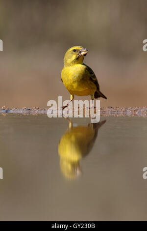 Bully canary, Serinus sulphuratus, single bird on branch, South Africa ...