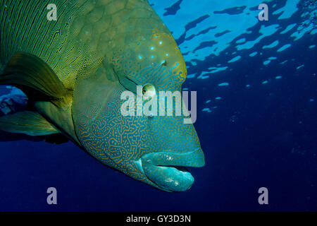 the Beautiful Napoleon fish at the Red Sea Egypt Stock Photo - Alamy