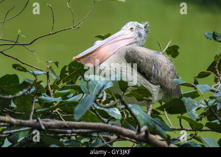 Spot-billed pelican or Grey pelican (Pelecanus philippensis Stock Photo ...