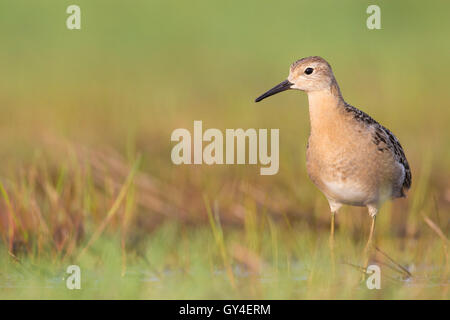 The ruff, wading bird Stock Photo - Alamy