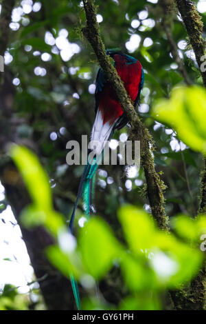 Resplendent Quetzal, Monte Verde Cloud forest, Cost Rica, Central ...