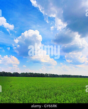 View of green lucerne field under blue sky Stock Photo - Alamy