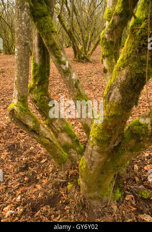 Filbert orchard, Dorris Ranch Living History Filbert Farm County Park ...