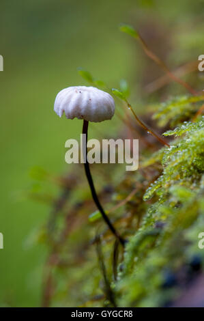 Collared parachute (Marasmius rotula) growing on moss-covered dead wood ...