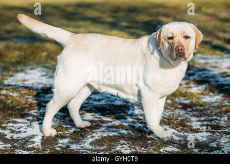 female Labrador Retriever Stock Photo - Alamy