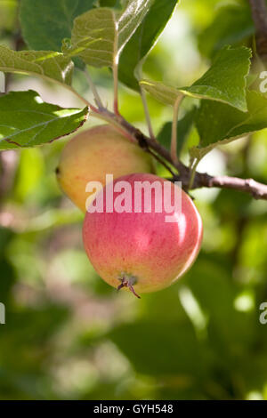 Red apples (Malus domestica), Winter Rambo variety in wicker basket ...
