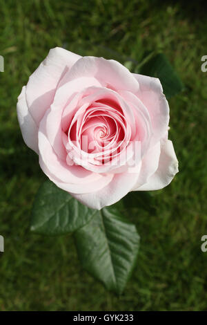 Close-up of a light pink rose in bloom with two small buds. Great for ...