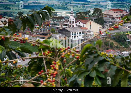 Coffee plantations near the town Buenavista. Quindio, Colombia ...