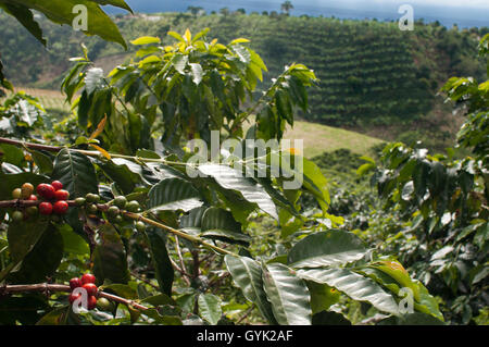 Hacienda San Alberto. Coffee plantations near the town Buenavista ...
