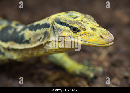 Yellow-headed Water Monitor (Varanus cumingi), or the Philippine Water ...