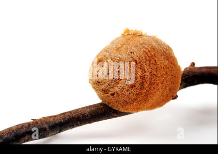 Praying mantis (Sphodropoda quinquedens), ootheca, cocoon of a preying ...