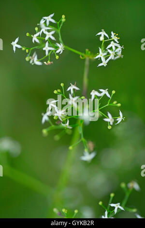 White flowers of Hedge Bedstraw / Galium mollugo & Purple Vetch / Vicia ...
