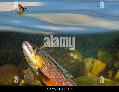 Trout rising for a fly Stock Photo - Alamy