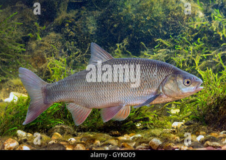 Ide, Orfe (Leuciscus idus), swimming Ide Stock Photo - Alamy