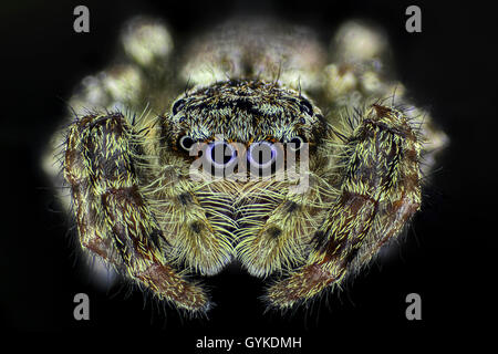 Springspinne, Spring-Spinne (Salticidae), Portraet | Jumping spider ...