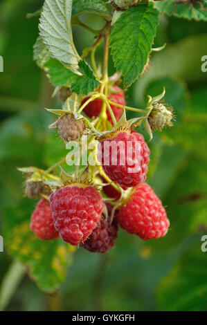 Branch of raspberry with red ripe and unripe berries Stock Photo - Alamy