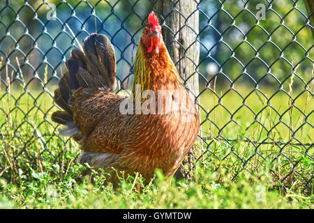 Free range chicken on a traditional poultry farm, France Stock Photo ...