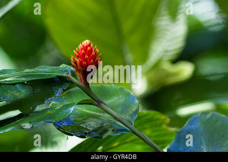 Native ginger, Costa Rica, Central America Stock Photo - Alamy